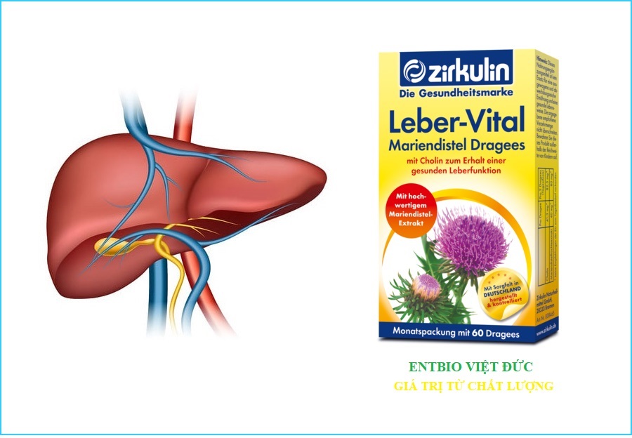 Viên uống bổ gan Zirkulin Leber-Vital Vỉ 60 Viên |Bicopha